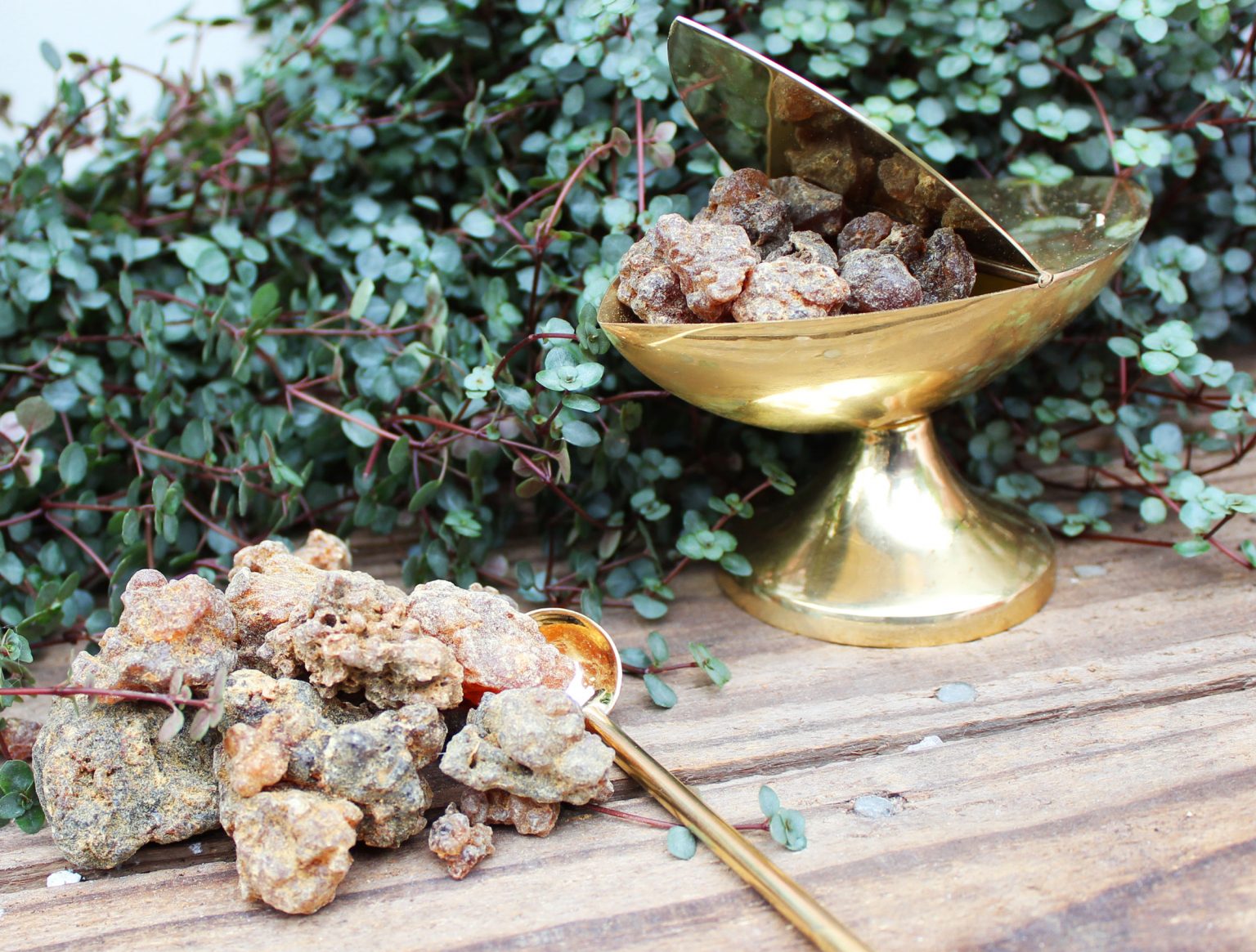 Sacred Myrrh – Premium Somalian (Commiphora myrrha) – Sacred ...